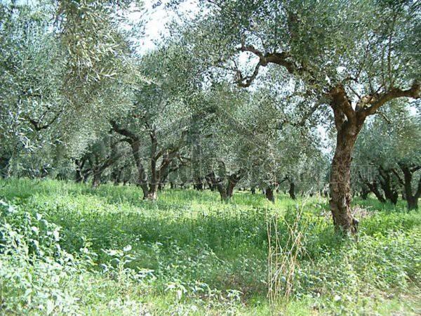 Car.gr - Άλλο 310.000 τ.μ. για πώληση, Λακωνία, Μονεμβασιά